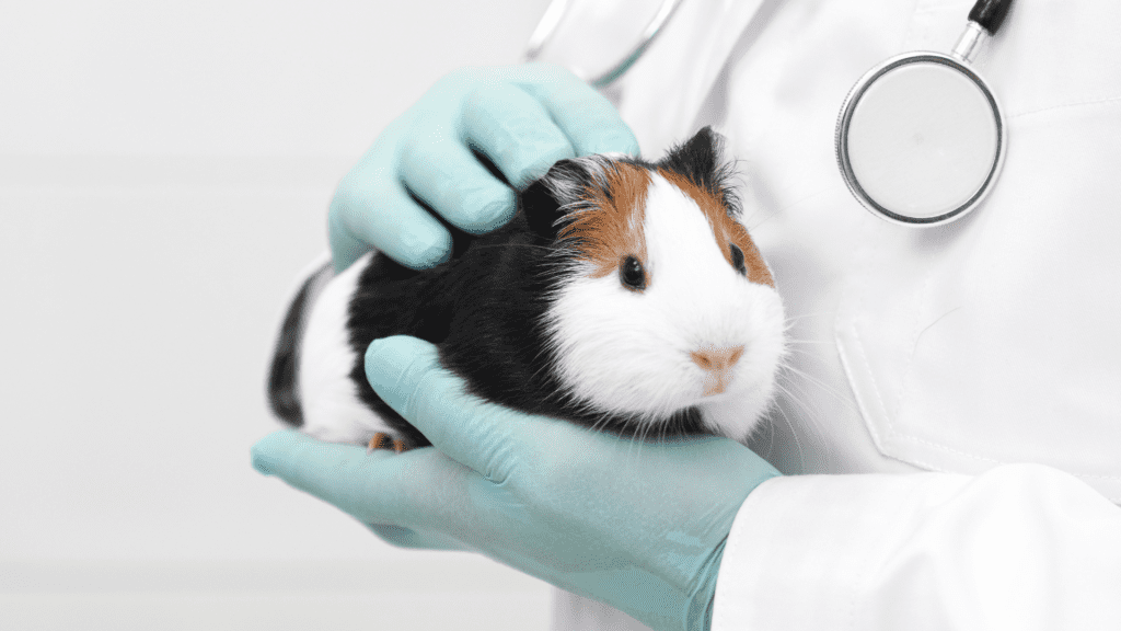 Exotic Exam History Form - Bush Lake Pet Hospital